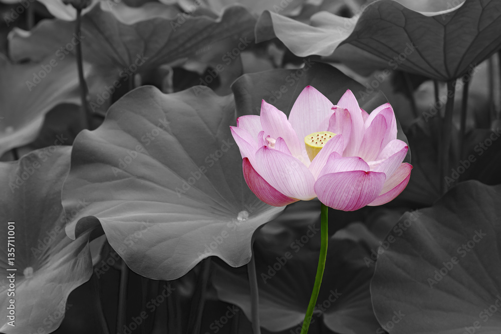 Sacred lotus (Nelumbo nucifera). Called Indian Lotus, Bean of India and ...