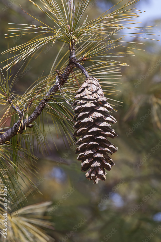 Bhutan pine cone (Pinus wallichiana). Called Blue Pine, Himalayan Pine and Himalayan White Pine ...