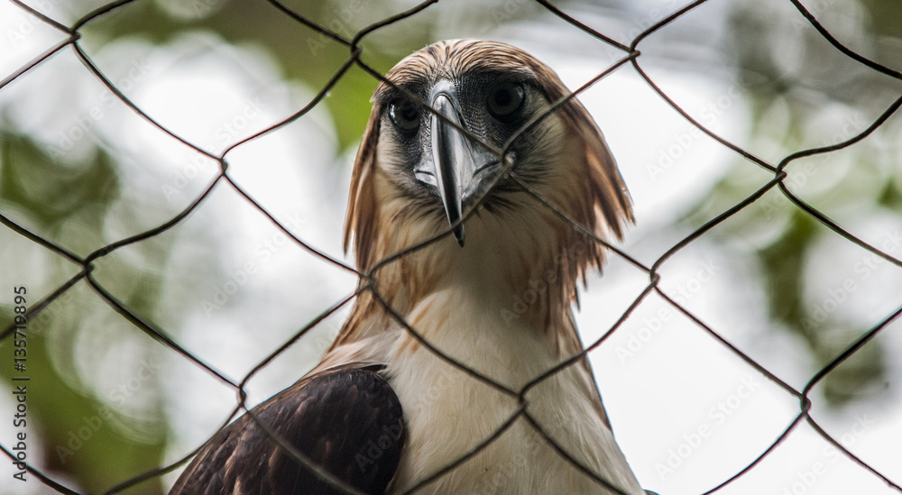 Philippine, Eagle, Davao, Philippines Stock Photo | Adobe Stock