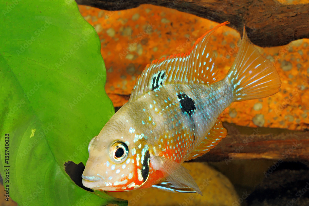 Ellioti Cichlid