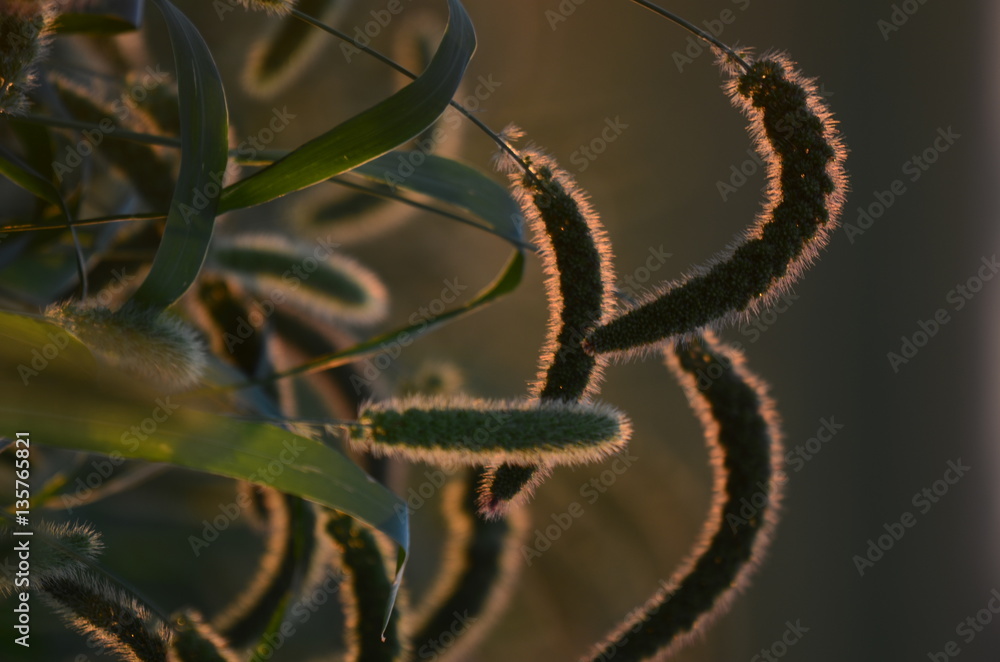 Cultivo de Moha, agricultura, pasturas, Naturaleza Stock Photo | Adobe ...