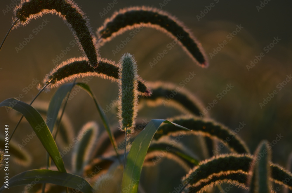 Cultivo de Moha, agricultura, pasturas, Naturaleza Stock Photo | Adobe ...