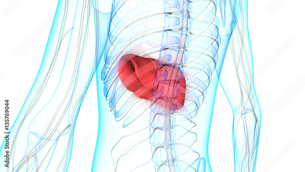 Human Body Organs Anatomy (Liver with nervous system) Stock ...