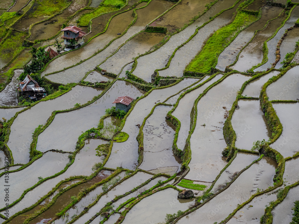 Visiting the rice terraces of Batad Stock Photo | Adobe Stock