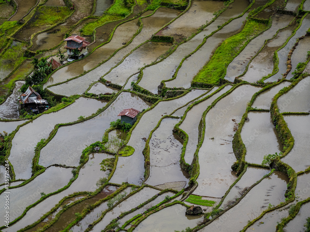 Visiting the rice terraces of Batad Stock Photo | Adobe Stock