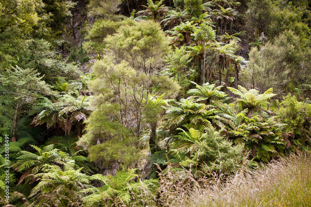 Native Ponga Tree Ferns New Zealand Stock Photo | Adobe Stock