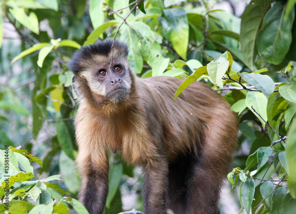 Adult Capuchin Monkey