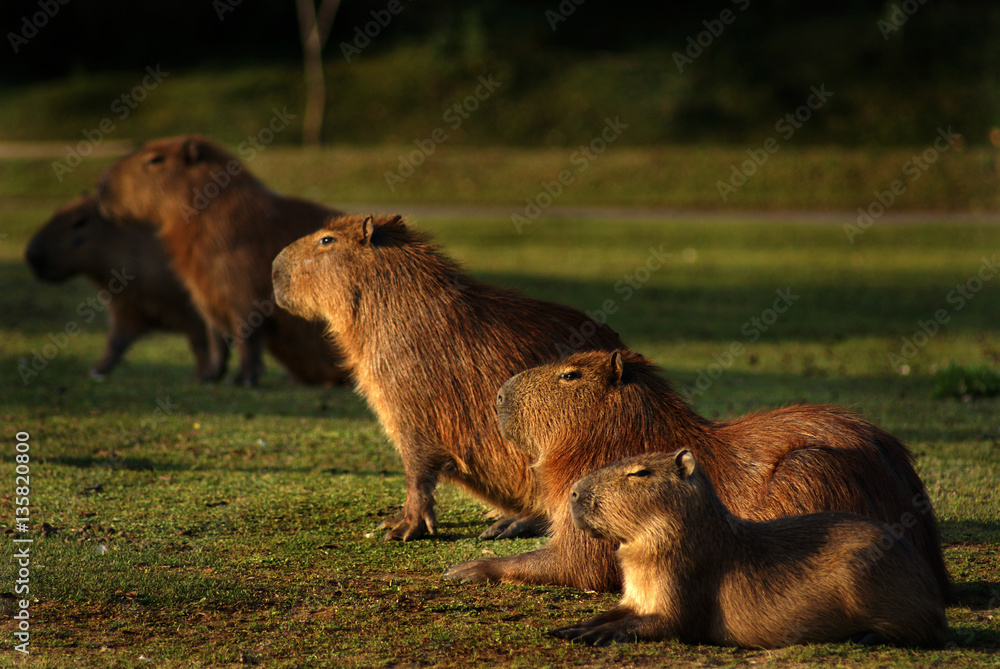 The capybara (Hydrochoerus hydrochaeris) is the largest rodent in the ...