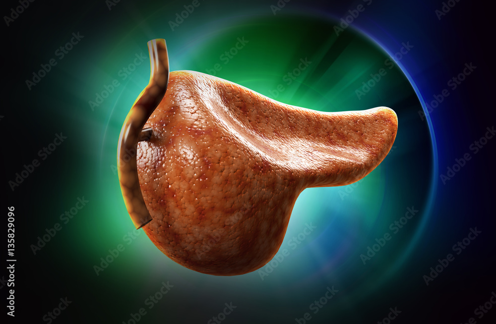 Human Gallbladder and Pancreas Anatomy Stock Illustration | Adobe Stock