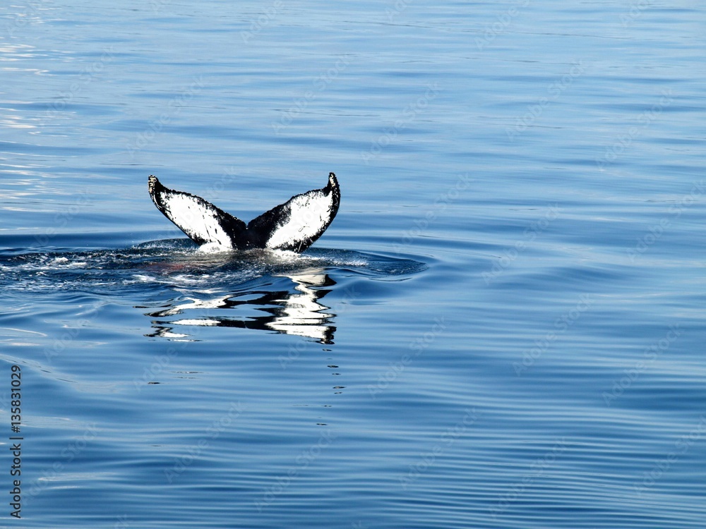 Cola de ballena emergiendo del mar Stock Photo | Adobe Stock