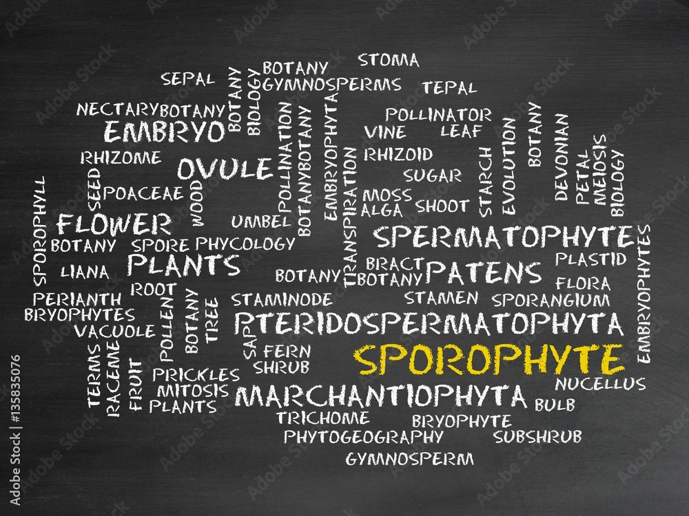 Pteridospermatophyta