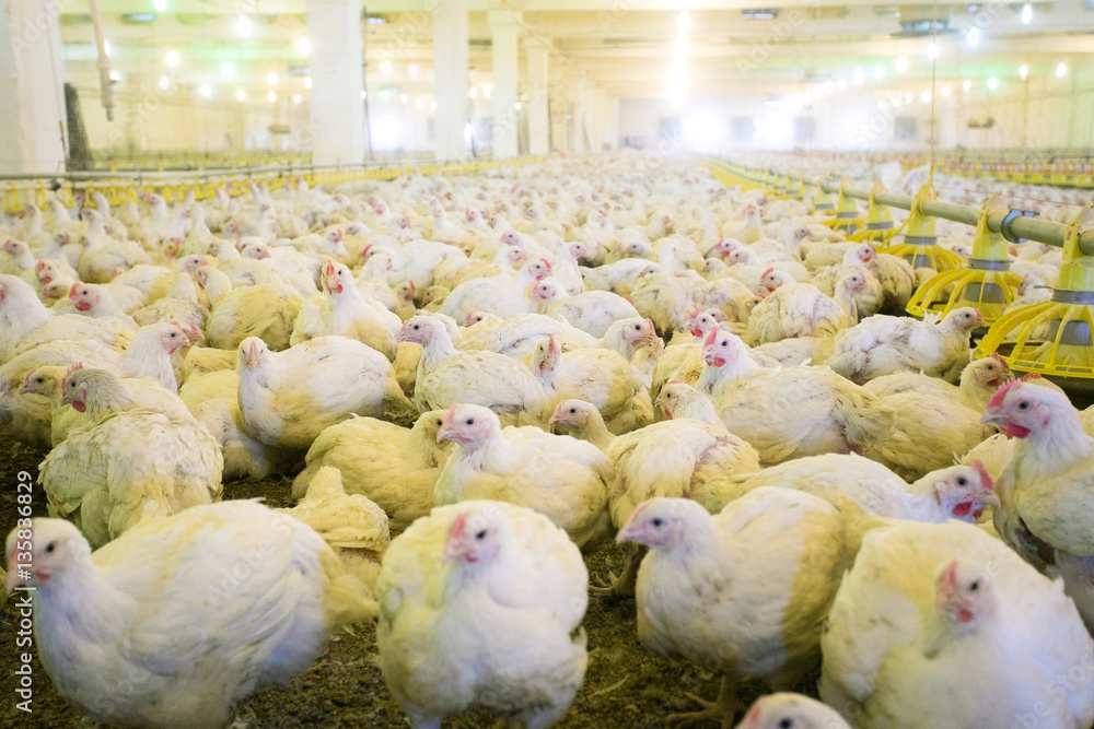 Chicken farm Stock Photo | Adobe Stock