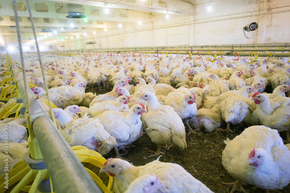 Chicken farm Stock Photo | Adobe Stock