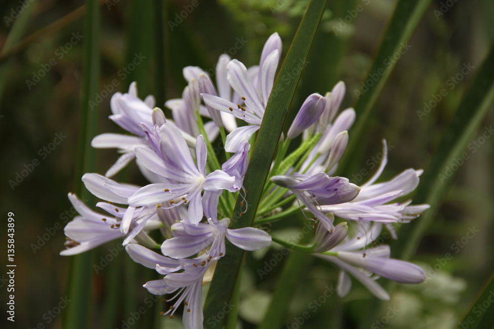 One blue flower/ Big shot a flower on a stalk Stock Photo | Adobe Stock