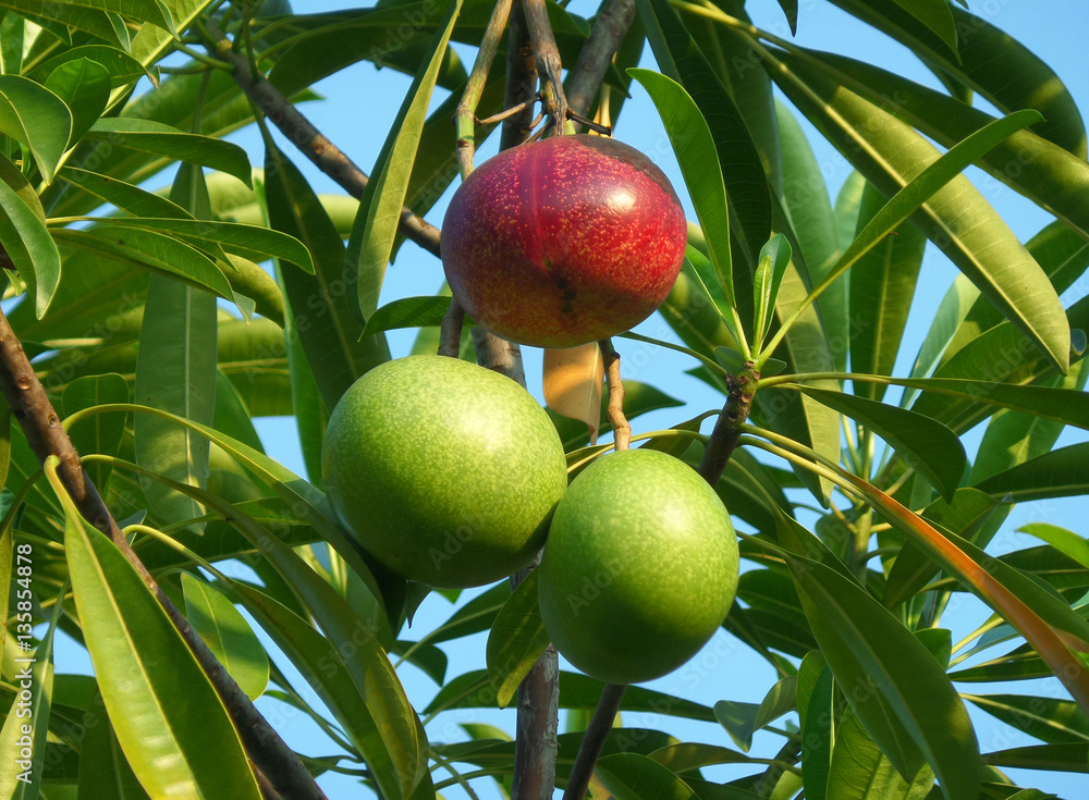 One Red and a Pair of Green Fruits of the Pong-Pong Tree with Bunch of ...