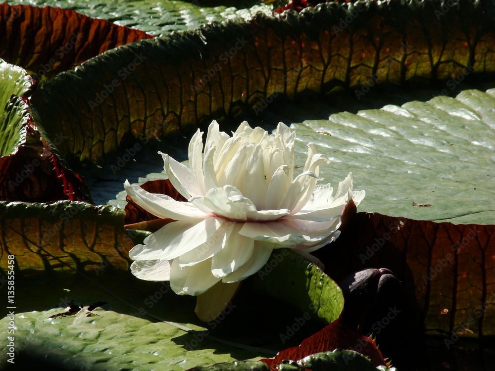 Victoria Regia Flower Stock Photo | Adobe Stock