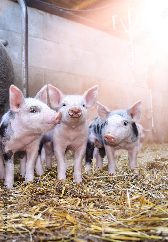 Sweet - three young piglets in straw, Sunshine Stock Photo | Adobe Stock