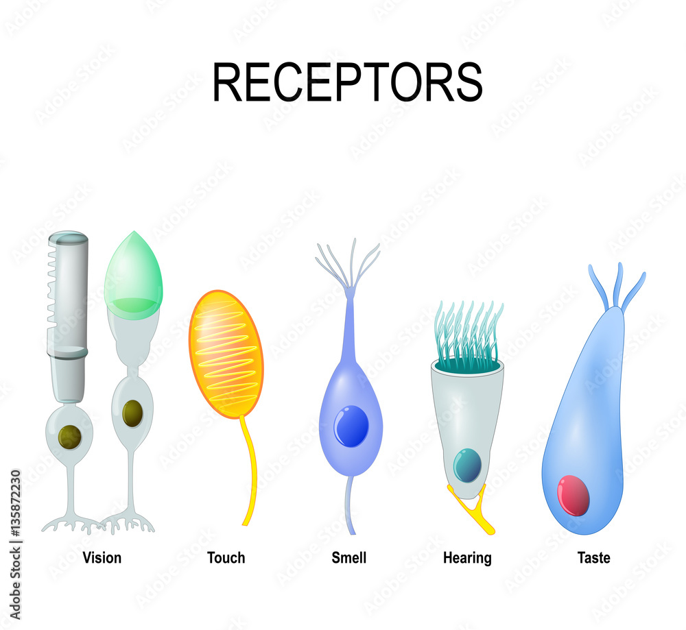 Human receptors: Vision, touch, smell, Hearing and taste Stock Vector ...