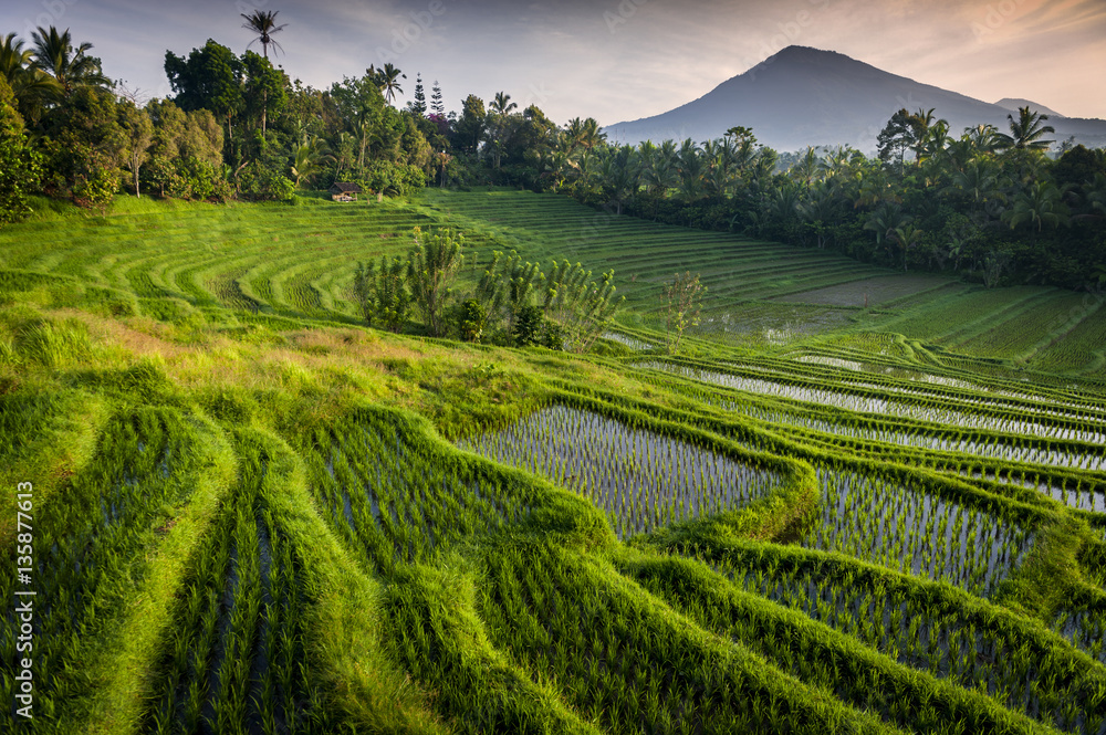 Bali Rice Fields. Bali is known for its beautiful and dramatic rice ...