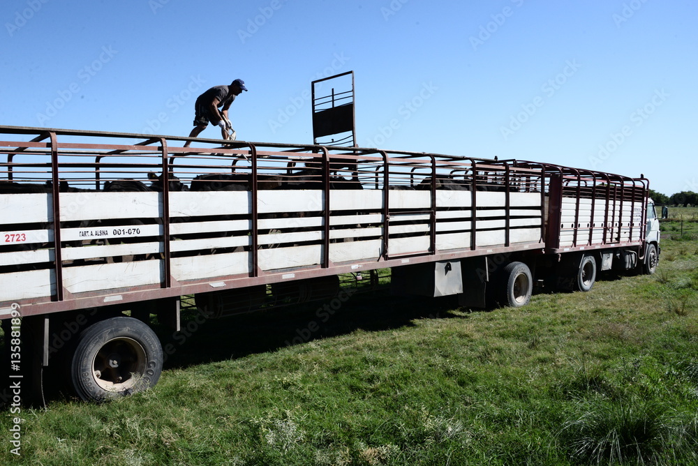 Carga de ganado bovino Angus en camiones Stock Photo | Adobe Stock
