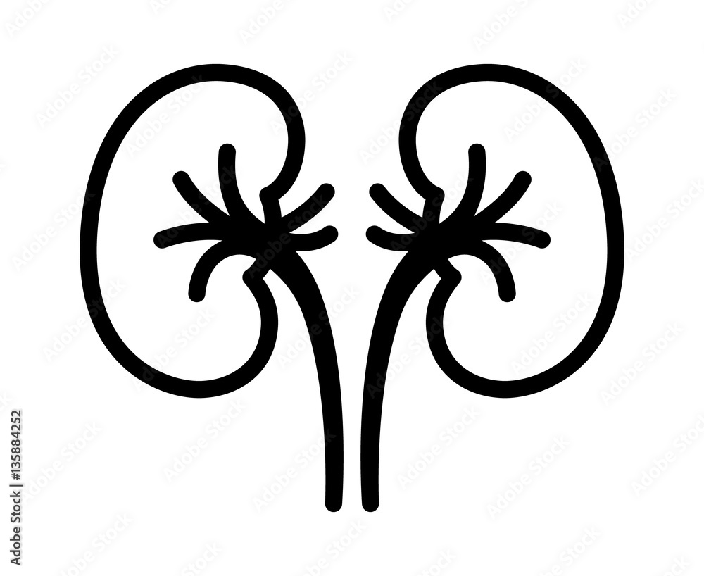 A pair of human kidney organs with ureters line art vector icon for ...