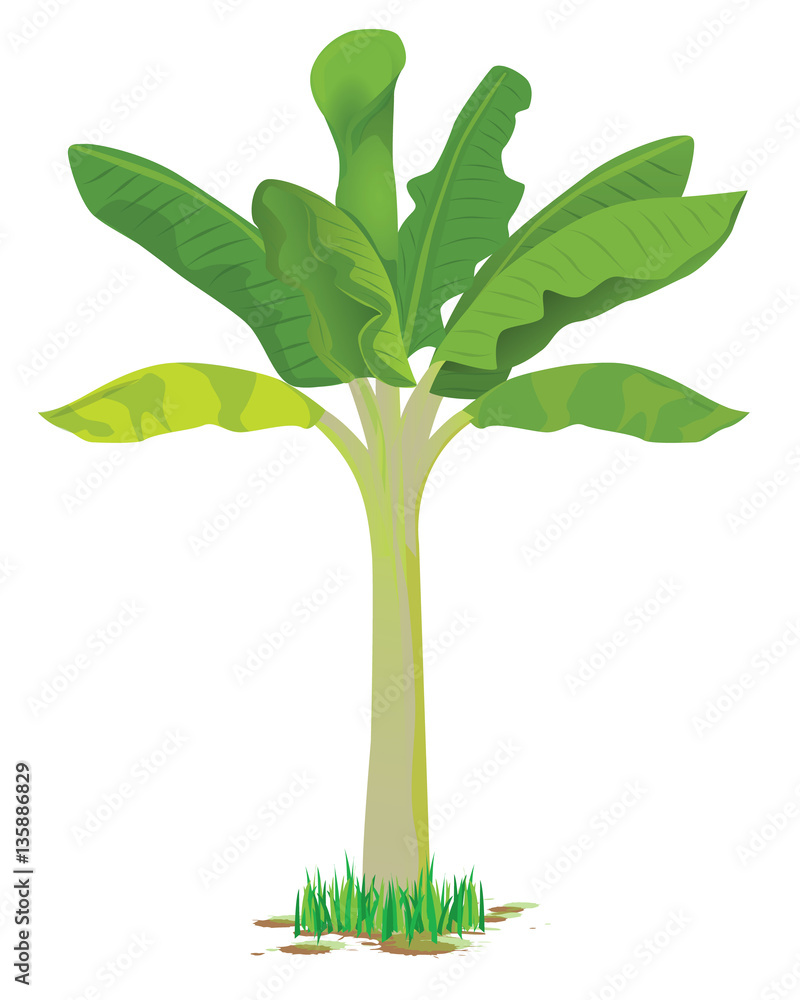 banana plant vector design Stock Vector | Adobe Stock