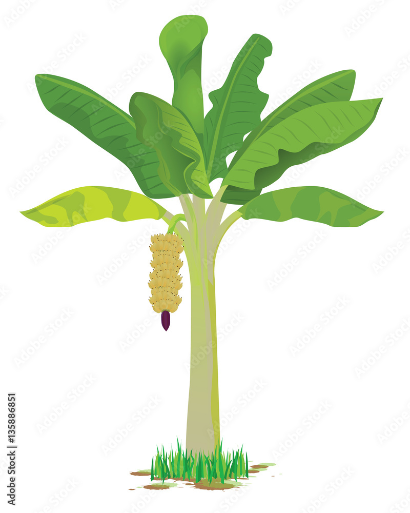 banana plant vector design Stock Vector | Adobe Stock