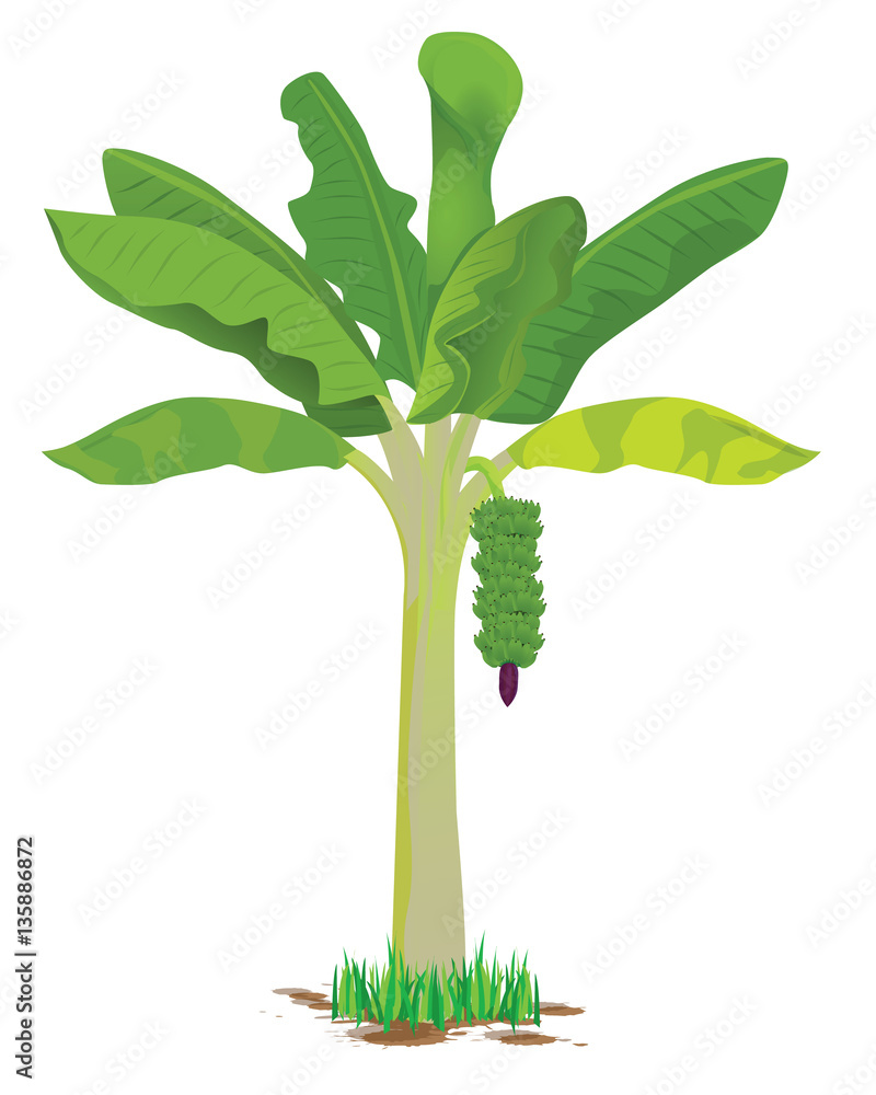 banana plant vector design Stock Vector | Adobe Stock