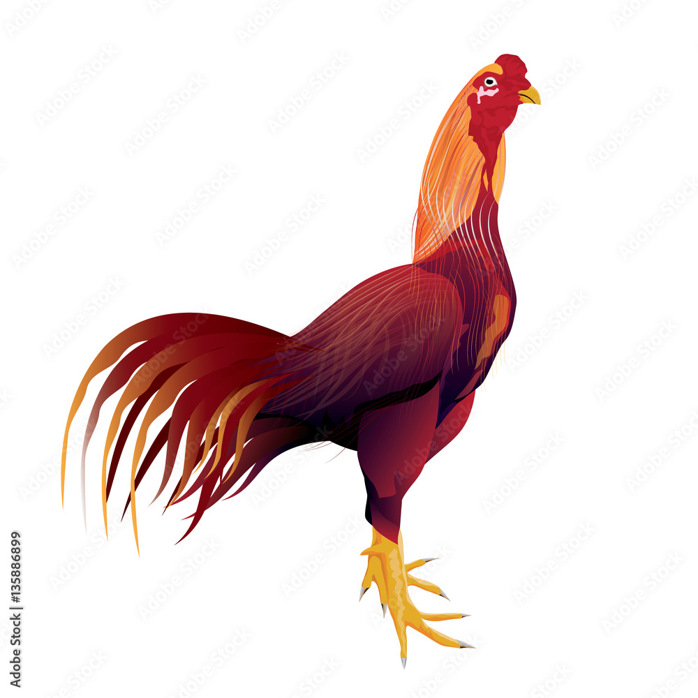 rooster vector design Stock Vector | Adobe Stock