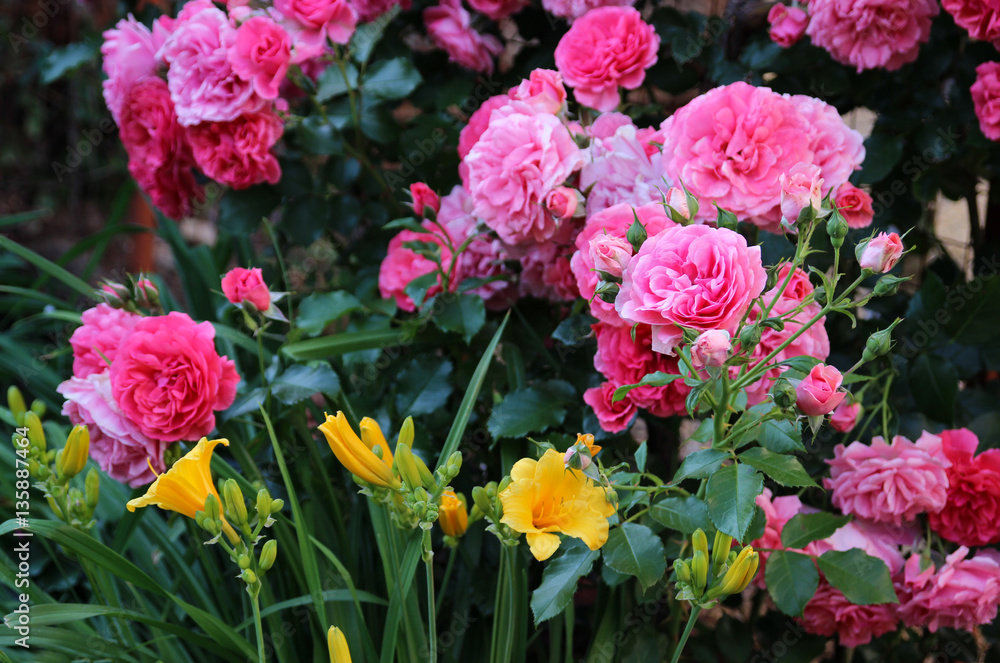 Foto de Romantic climber pink rose "Rosarium Uetersen" and yellow ...