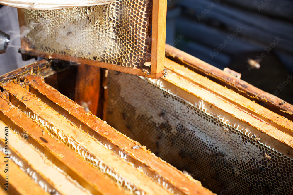 Frames of a bee hive. Beekeeper harvesting honey. The bee smoker is ...
