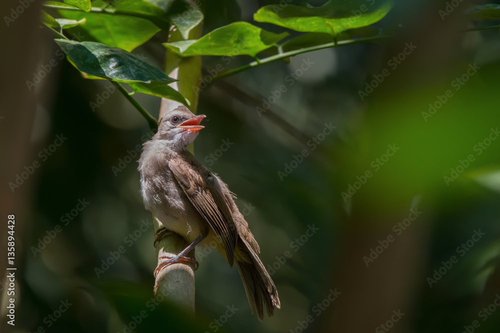 Juvenile cute bird perching and calling. Fledgling hungry bird,Yellow ...