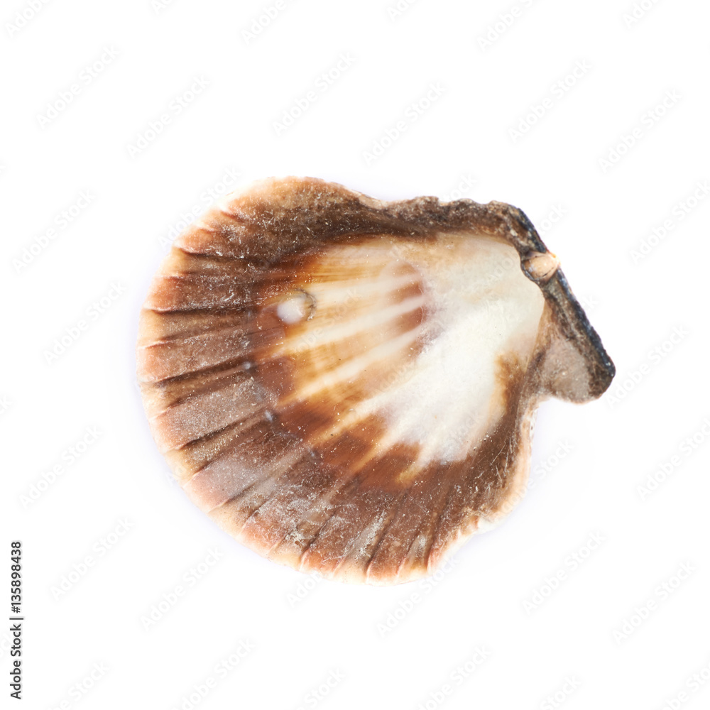 Sea shell isolated Stock Photo | Adobe Stock