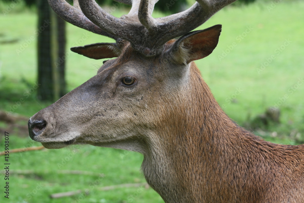 Portrait eines Hirsches Stock-Foto | Adobe Stock