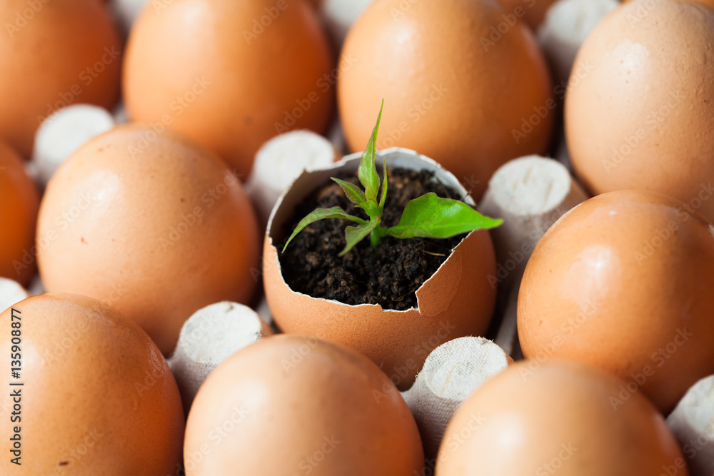 jeune pousse verte dans un oeuf de poule Stock Photo | Adobe Stock