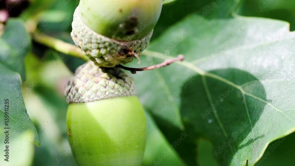 Oak branch with green leaves and green acorns on a sunny day. Oak tree ...