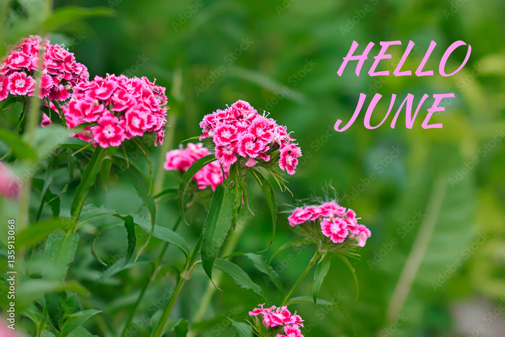 Hello June text, summer background with flowers Stock Photo | Adobe Stock
