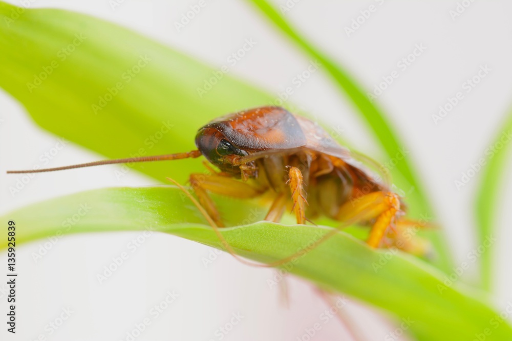Bug Stock Photo | Adobe Stock
