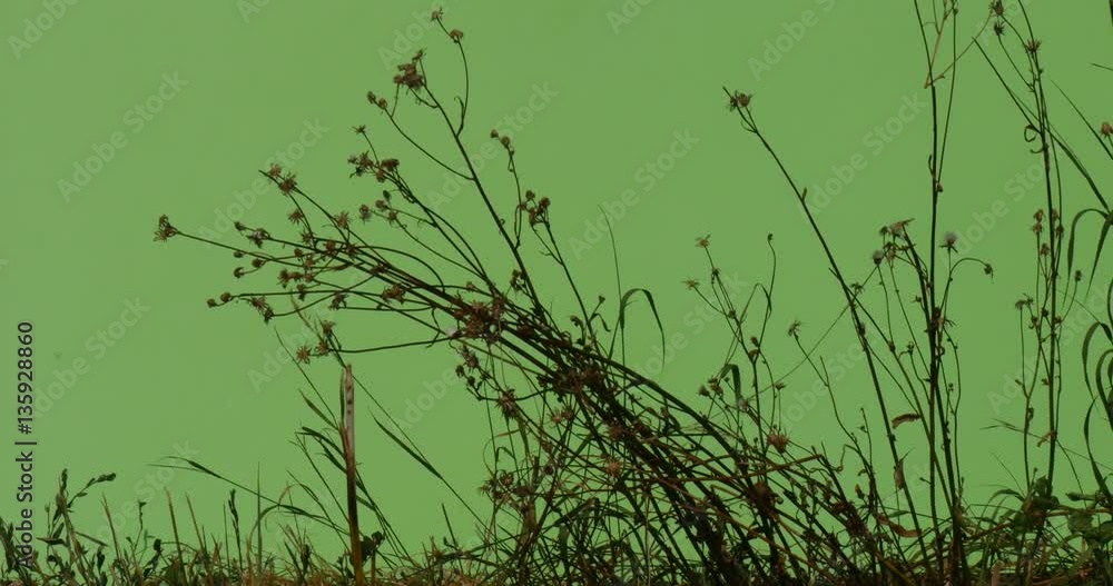 Tuffets of Field Grass in Chromakey Green Screen, Swaying Under the ...