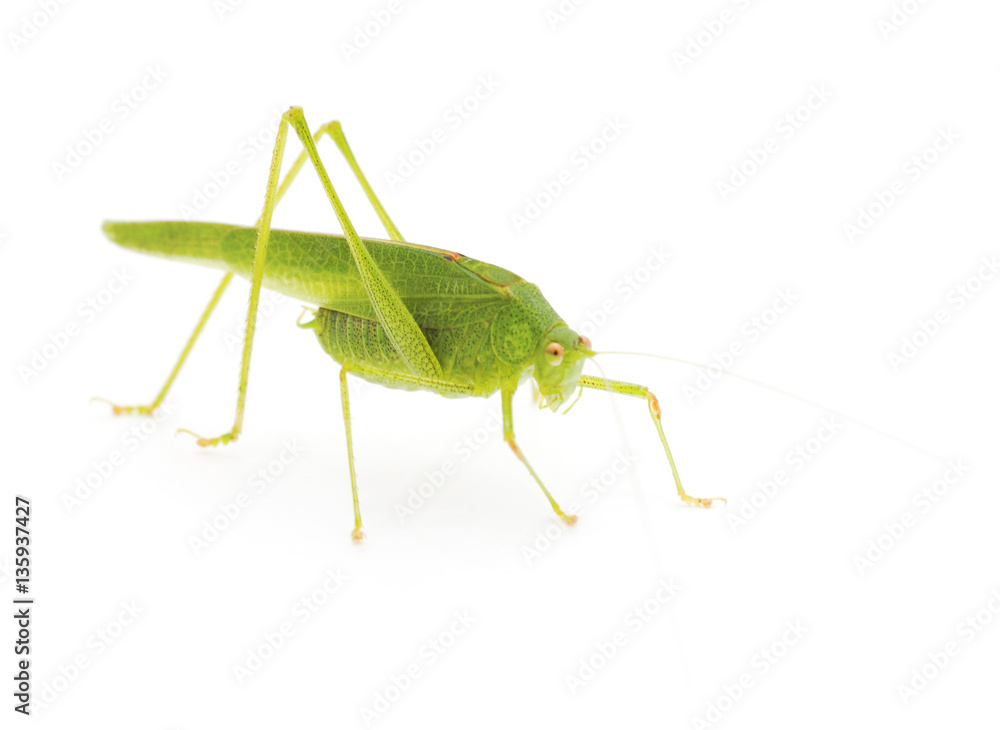 Green cricket. Stock Photo | Adobe Stock