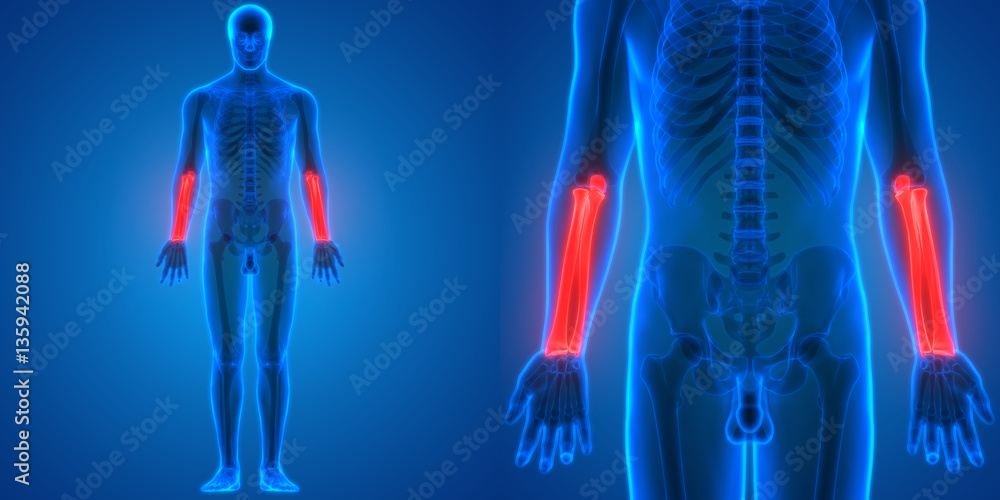 Human Body Bone Joint Pains Anatomy (Radius and ulna) Stock ...