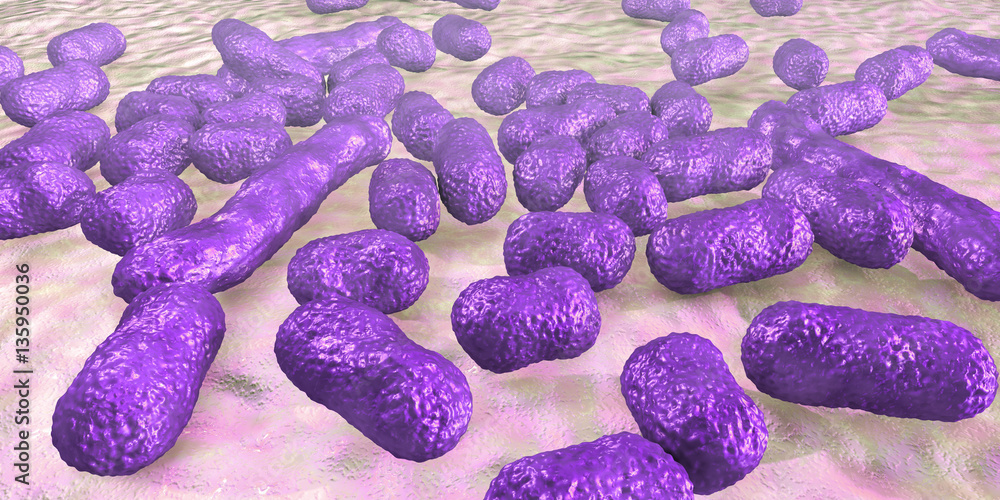 Bacterium Acinetobacter baumannii, multidrug resistant nosocomial ...