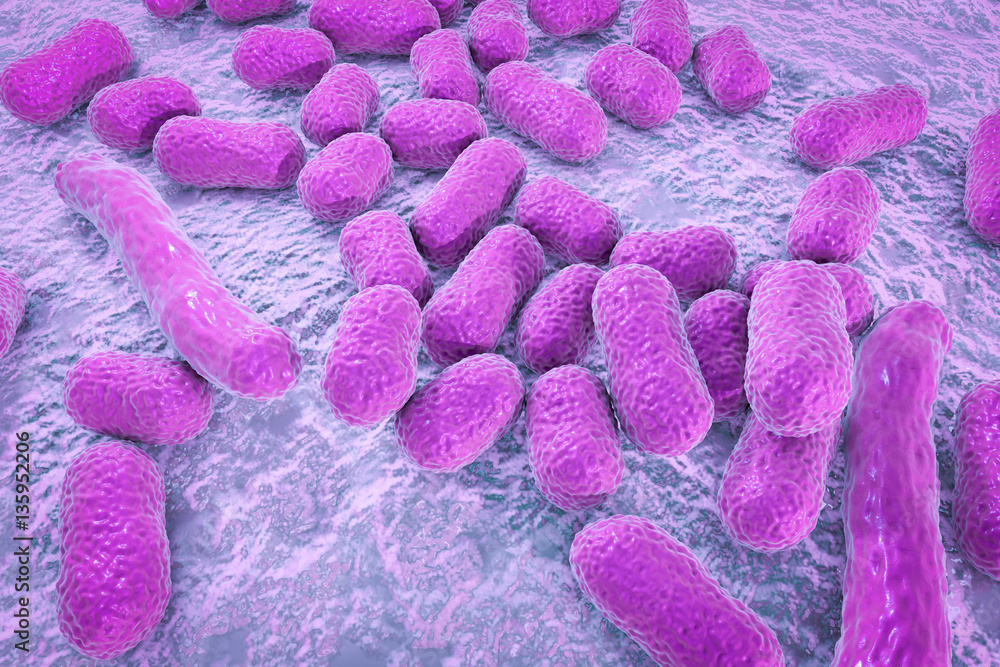 Bacterium Acinetobacter baumannii, multidrug resistant nosocomial ...