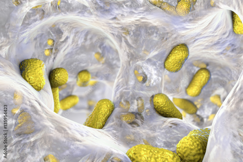 Biofilm of bacterium Acinetobacter baumannii, 3D illustration ...