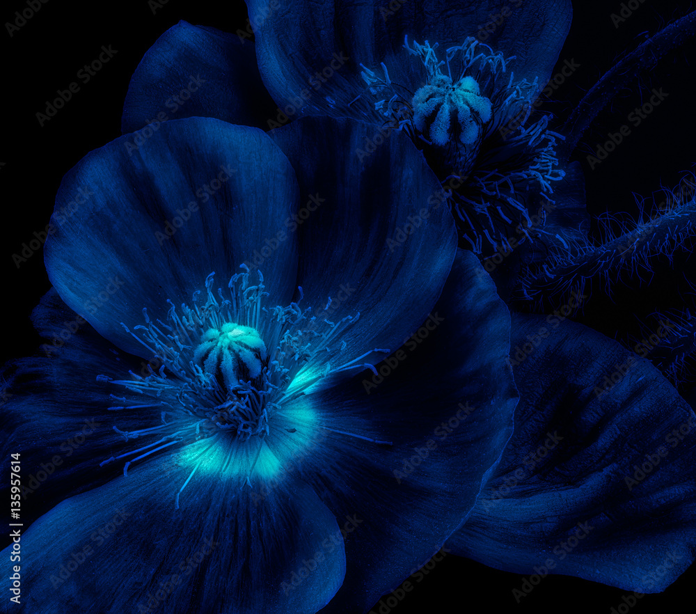 Neon Blue Flowers