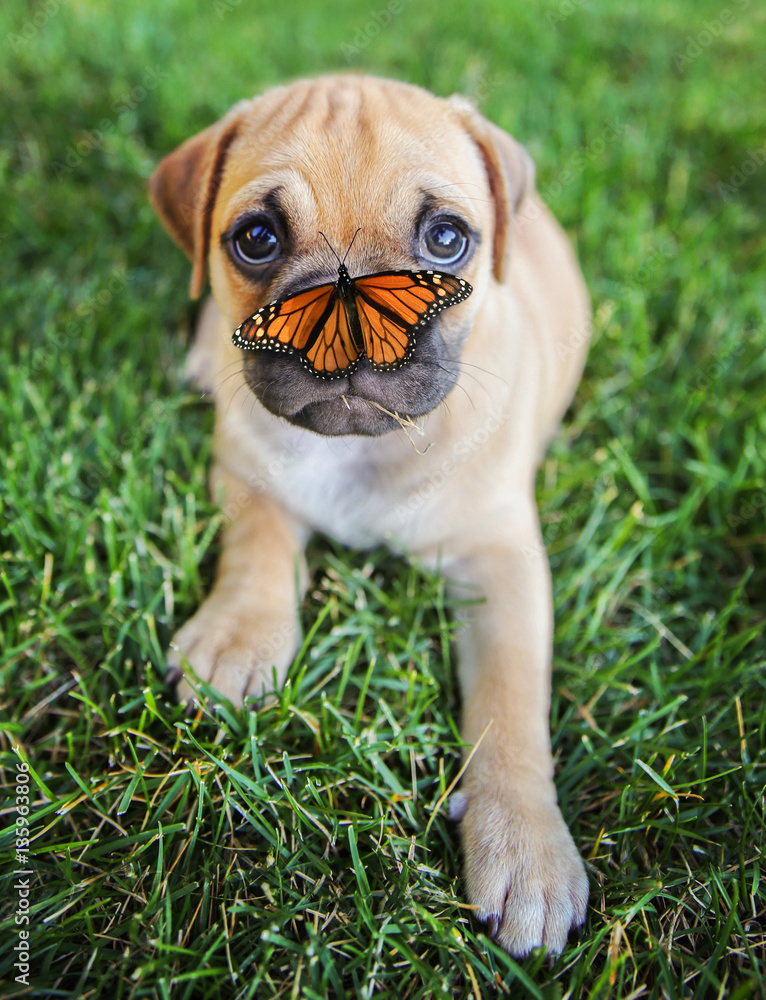How Much Are Chug Puppies