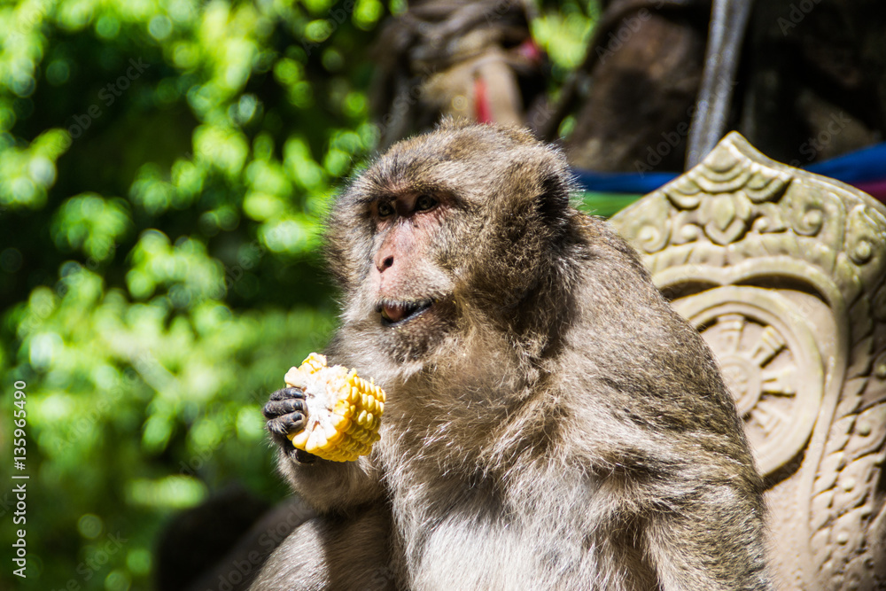 thailand monkey Stock Photo | Adobe Stock