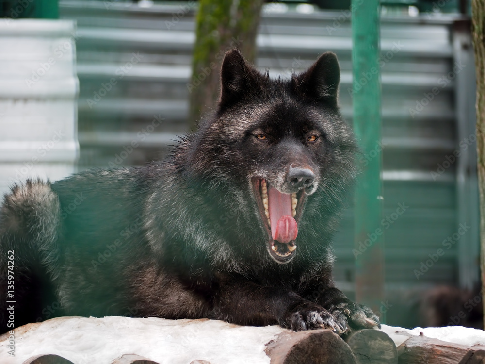 Black wolf with opened mouth full of teeth and big red tongue Stock ...