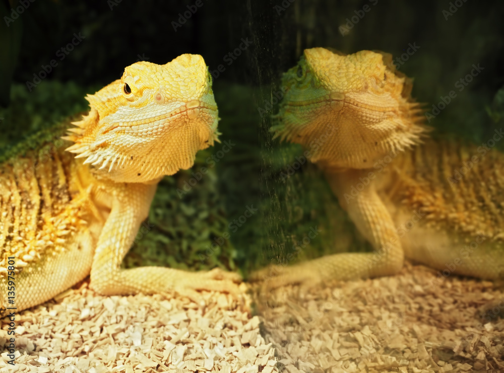 Lizard and his surprised reflection at the mirror looking at cam Stock ...