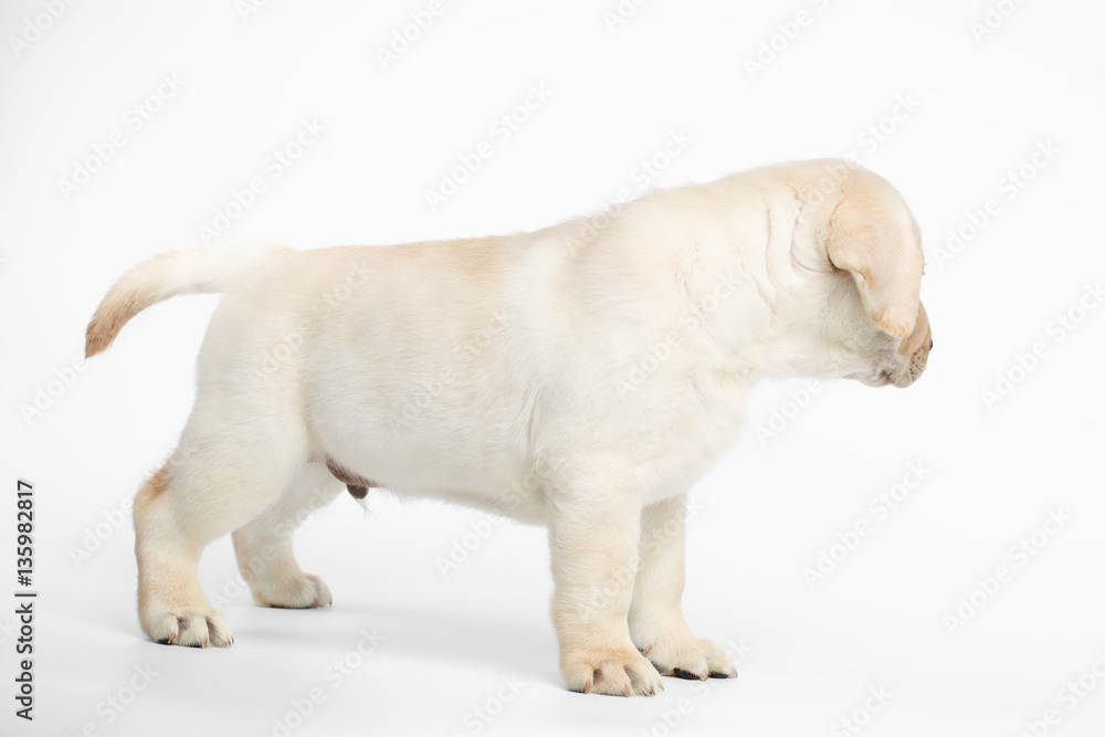 Small Labrador puppy Standing and Looking back on white background ...